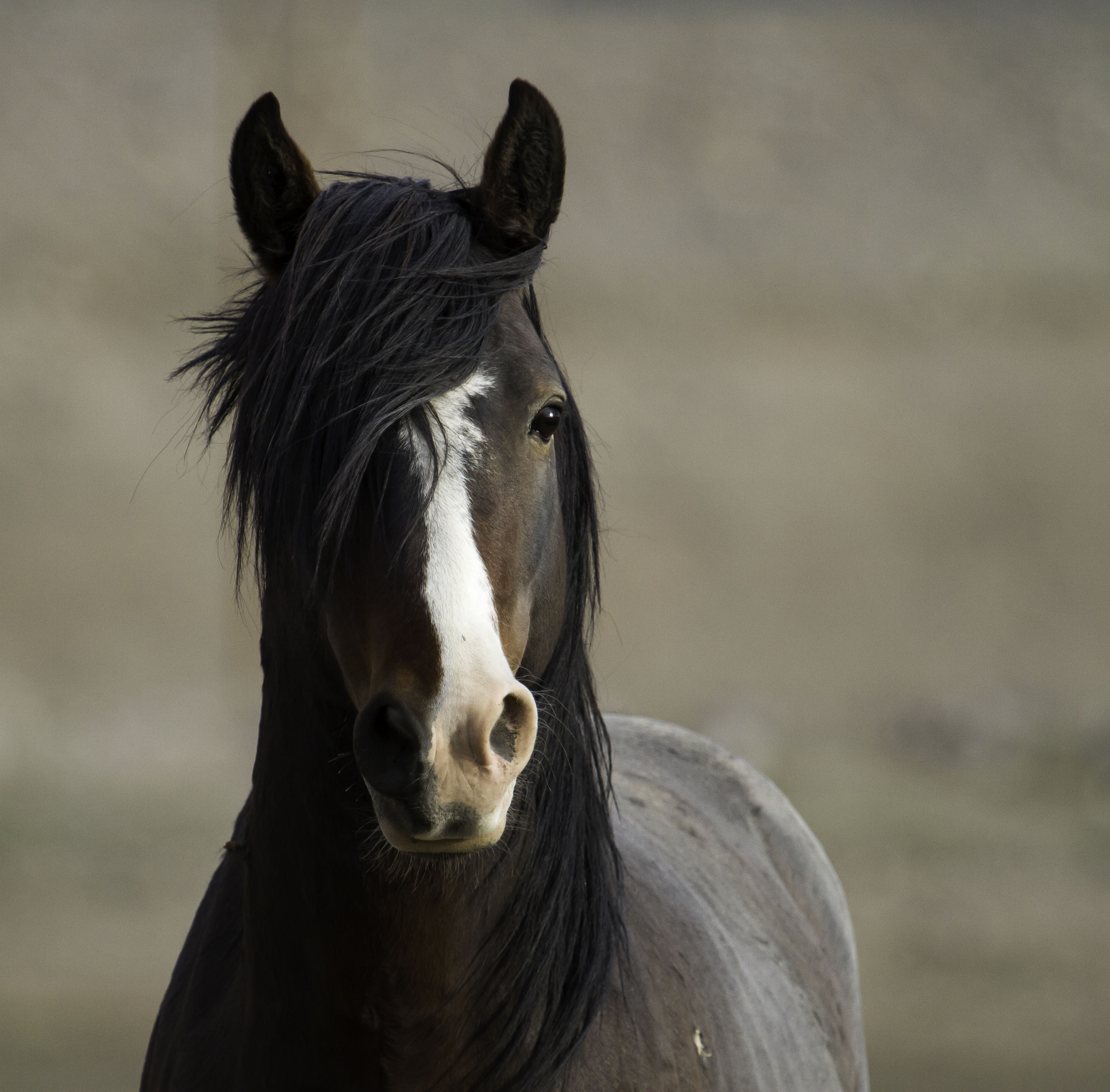 Stallions – Northern Desert Photography