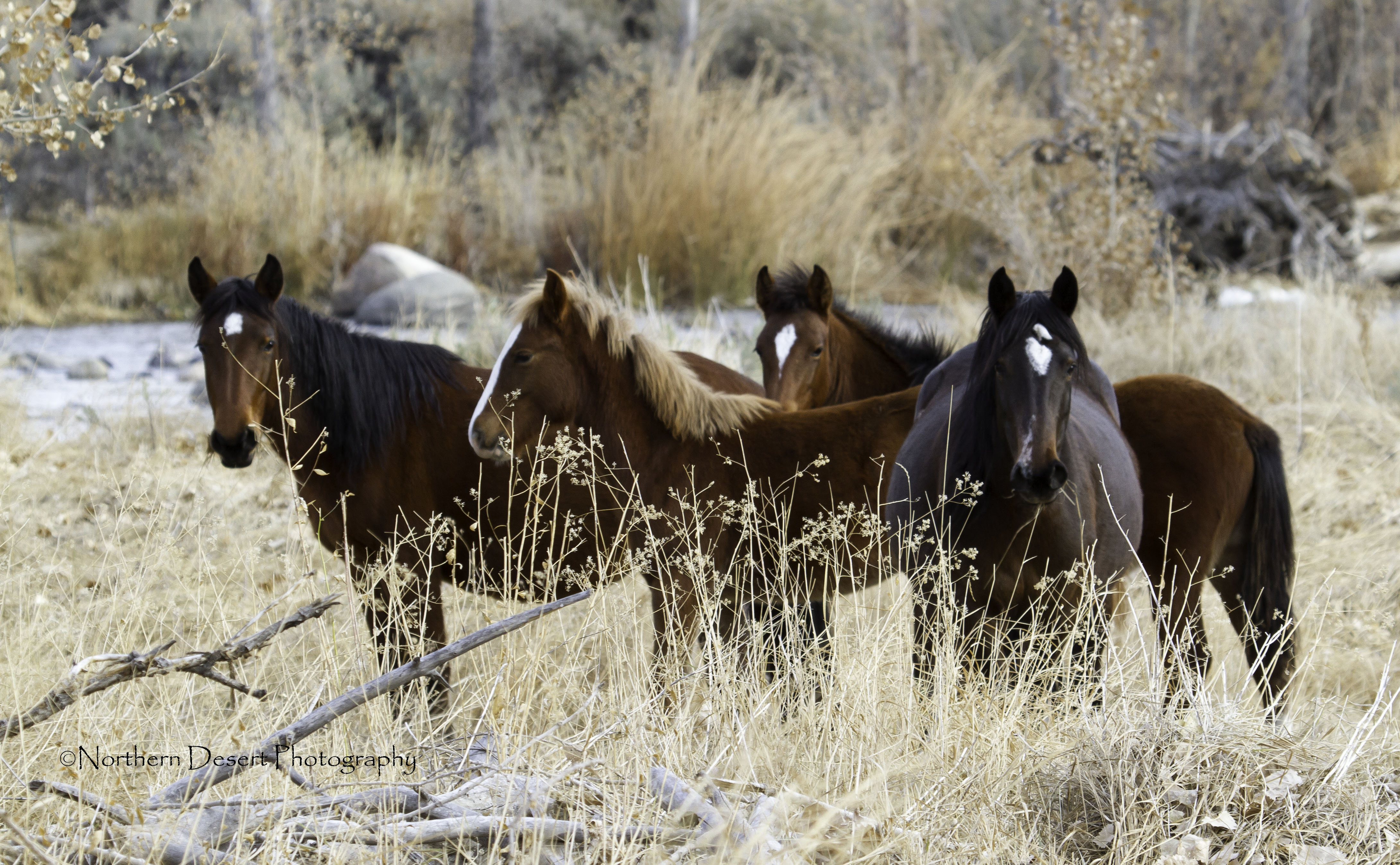 Happy Thanksgiving – Northern Desert Photography
