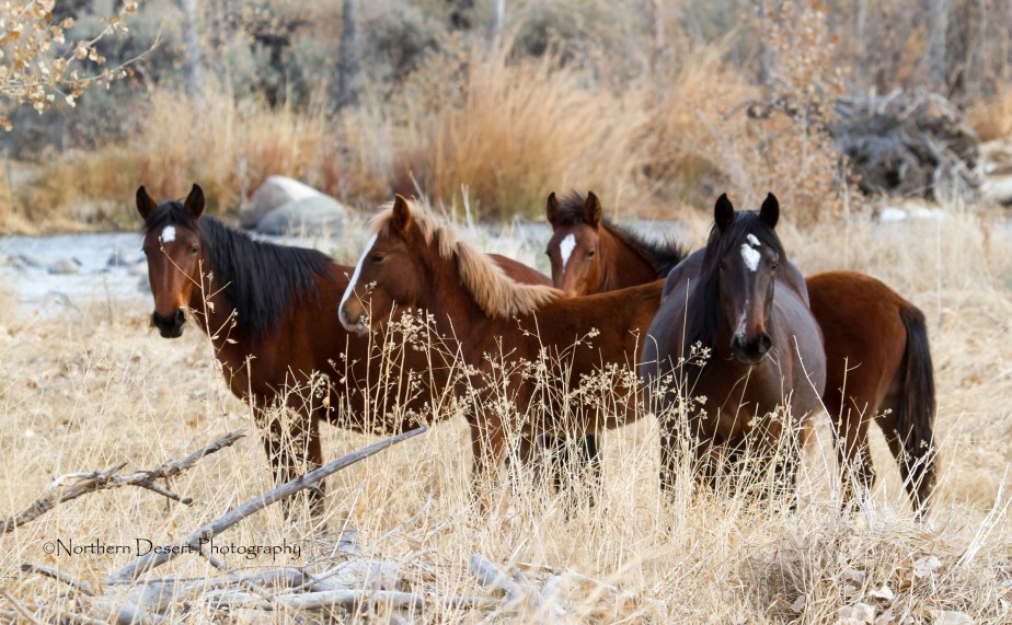 Happy Thanksgiving – Northern Desert Photography