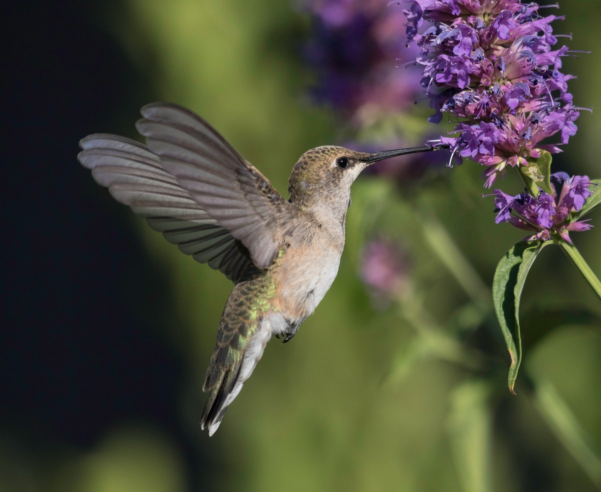 Summer Obsession – Northern Desert Photography