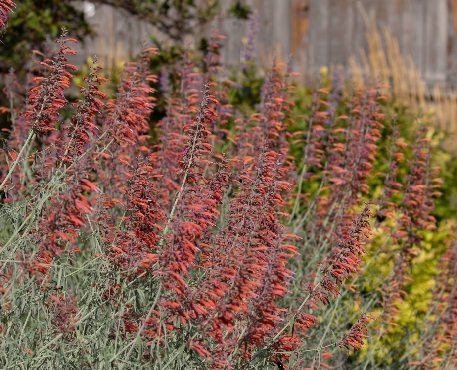 Providing for Pollinators – Northern Desert Photography