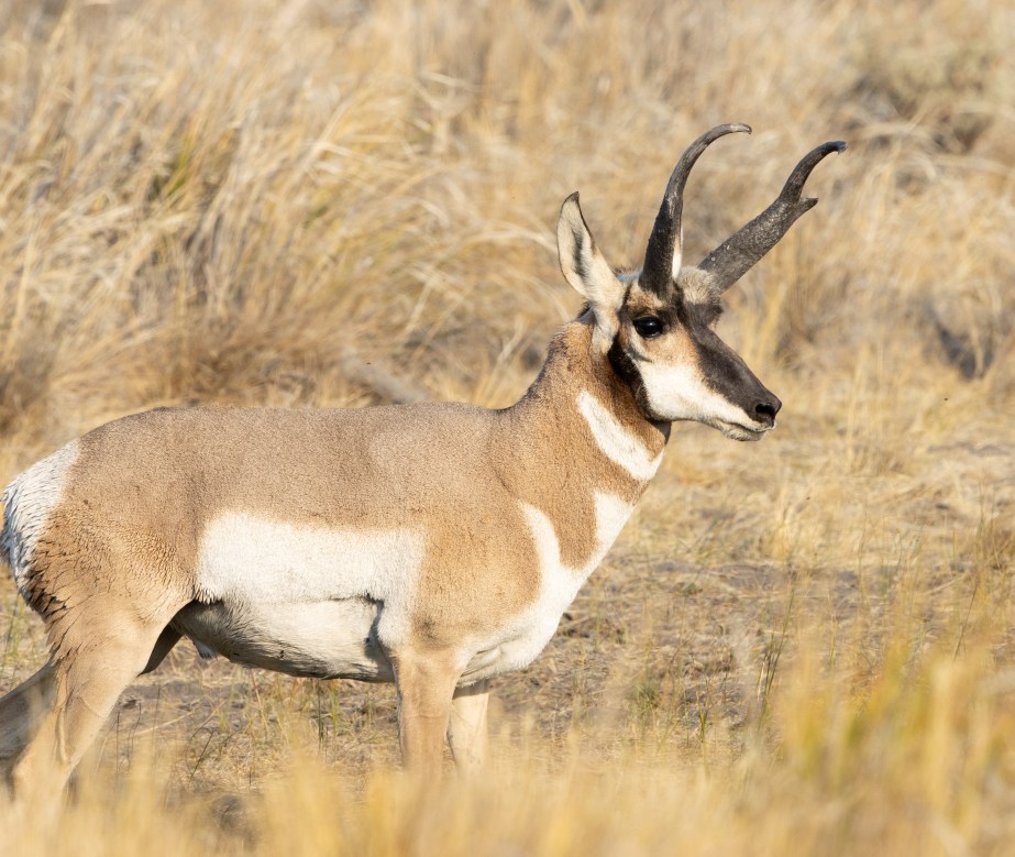 I Like Big Bucks and I Cannot Lie… – Northern Desert Photography