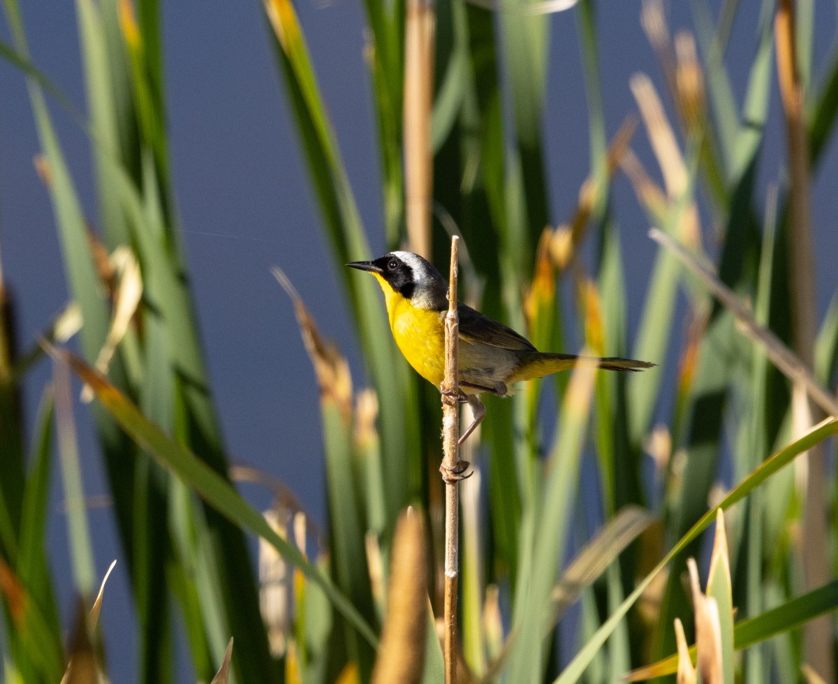 Common Yellowthroats – Northern Desert Photography