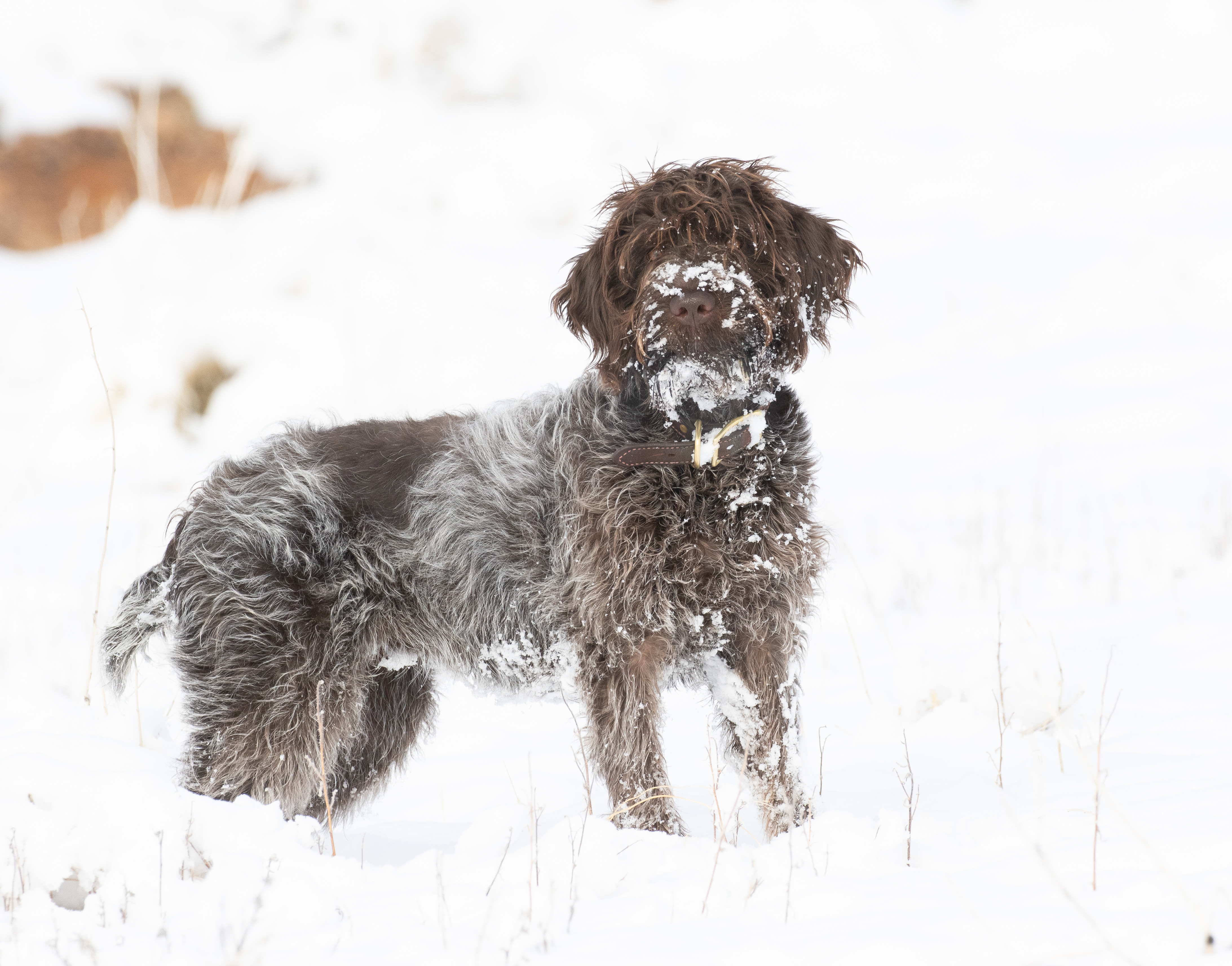 Snow Day with Scout – Northern Desert Photography