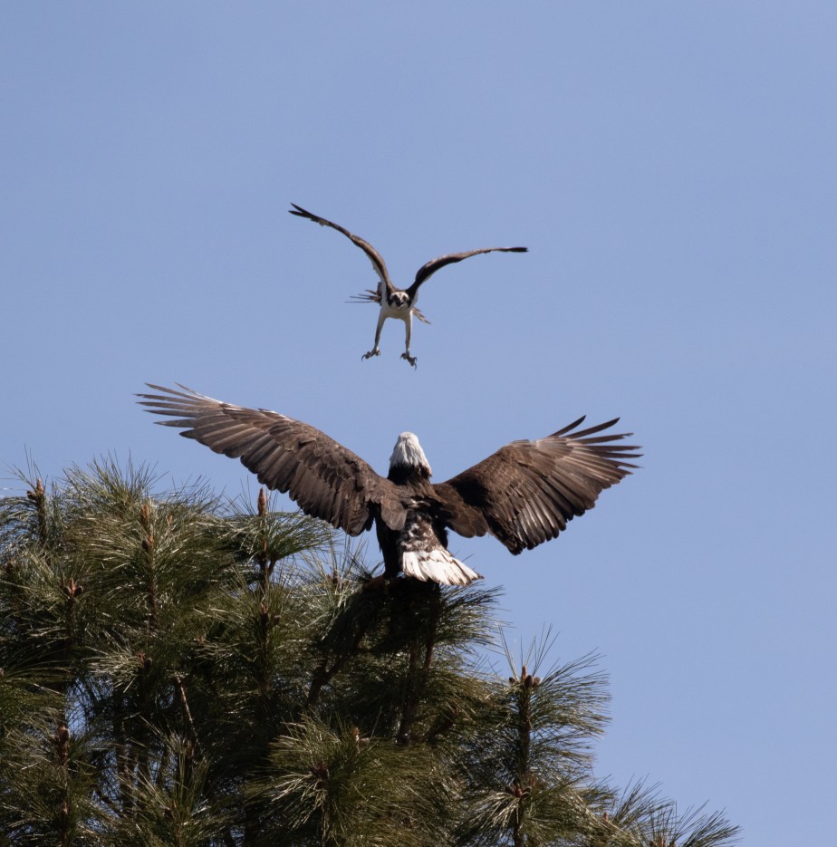 Wild Birds at Verdi Ponds – Northern Desert Photography