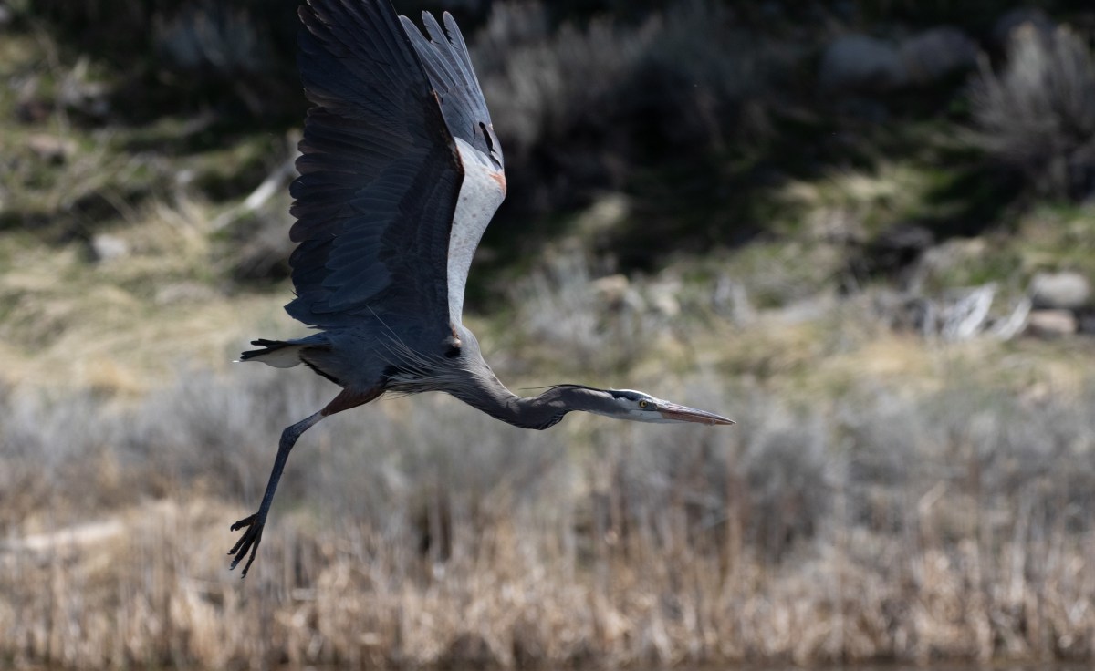 Wild Birds at Verdi Ponds – Northern Desert Photography