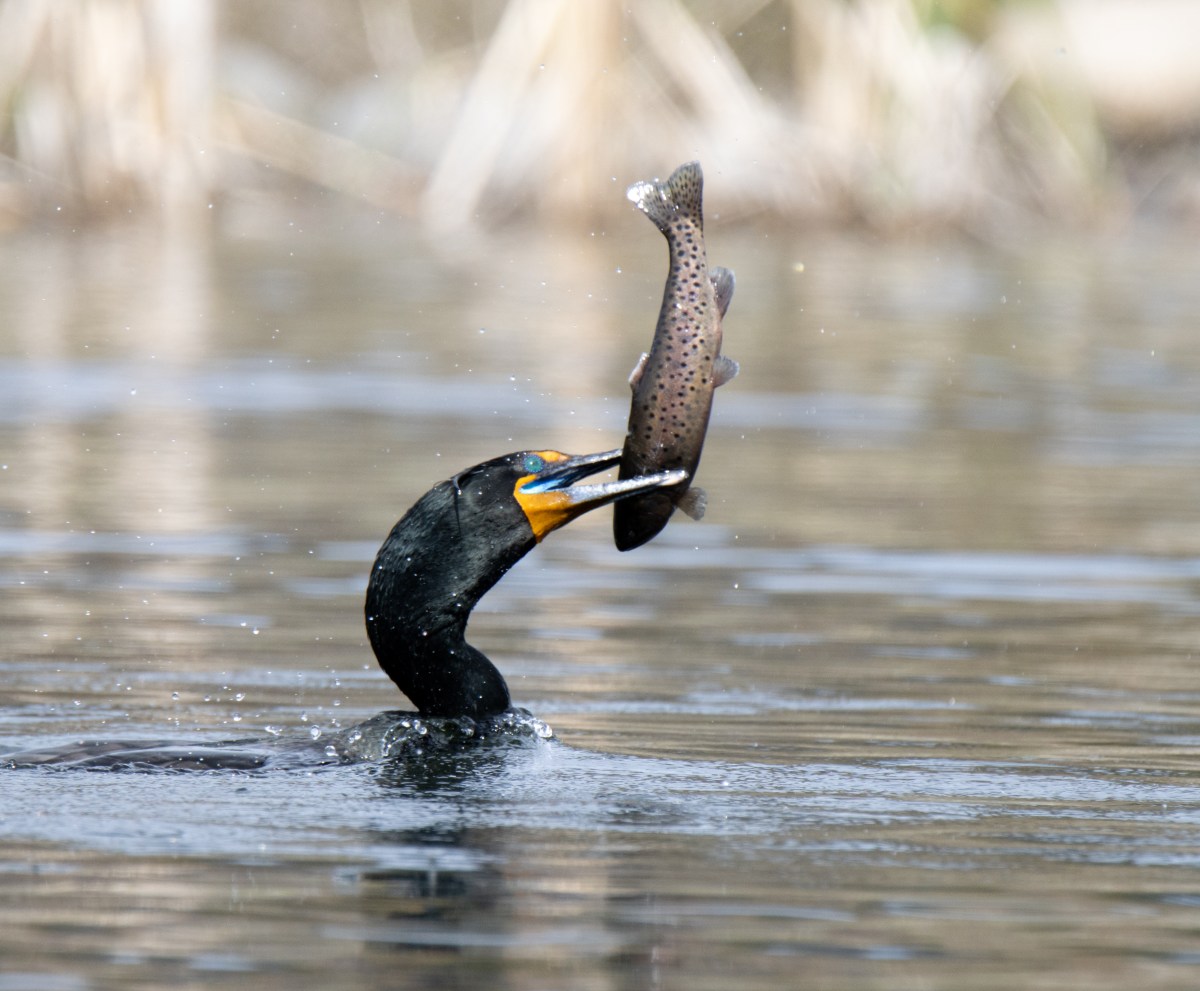 I Like Them Raw and Wriggling… – Northern Desert Photography