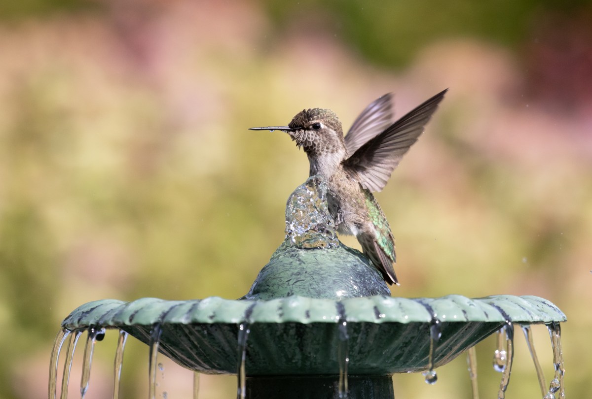 Bathing Hummingbird – Northern Desert Photography