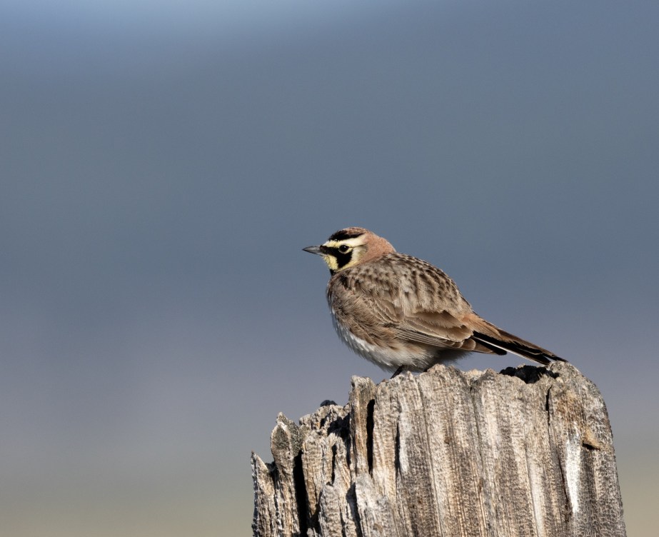 Sierra Valley and the Wolf Invasion – Northern Desert Photography