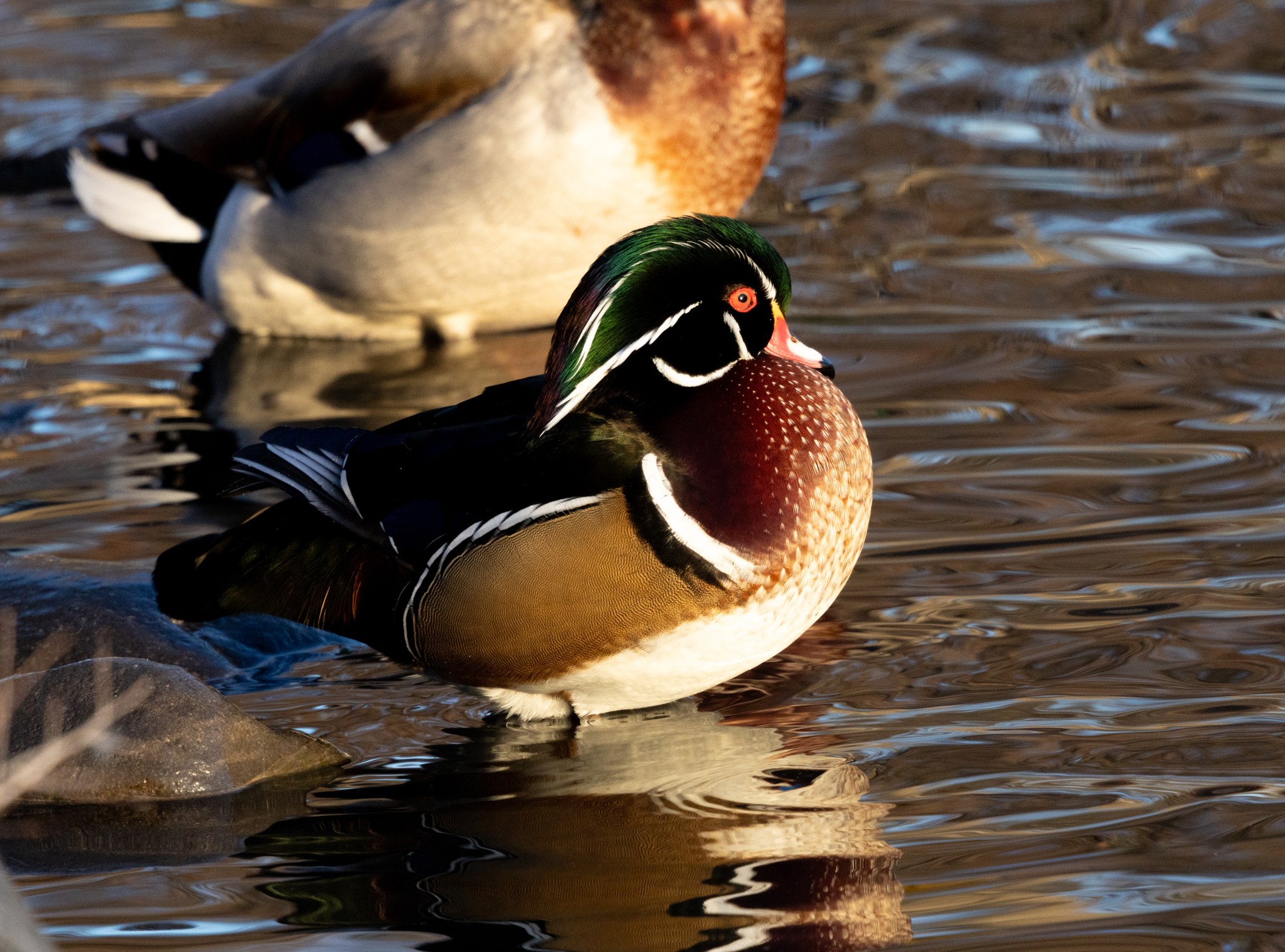 Wood Duck – Northern Desert Photography